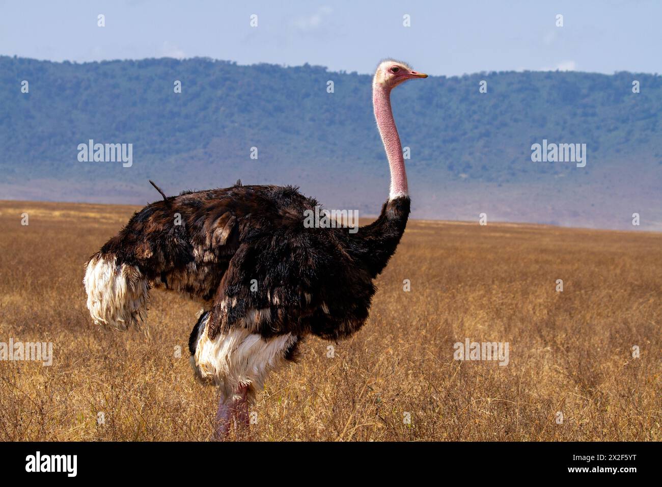 Common Ostrich (Struthio camelus) in the African Savanna Stock Photo ...
