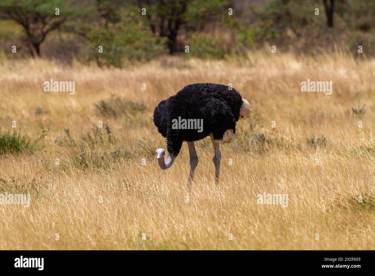 Common Ostrich (Struthio camelus) in the African Savanna Stock Photo ...