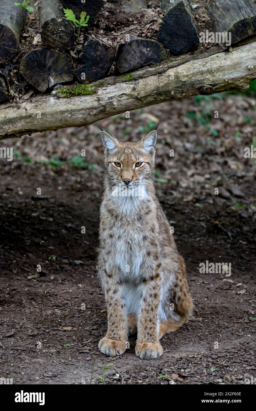zoology, mammal (mammalia), Eurasian lynx (Lynx Lynx), Parc Animalier ...