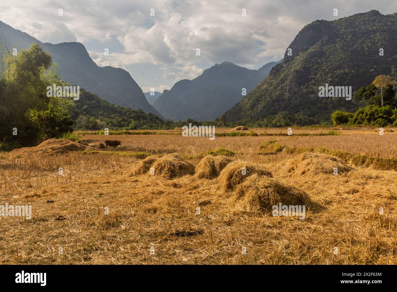 Rice stubble field near Muang Ngoi Neua village, Laos Stock Photo - Alamy