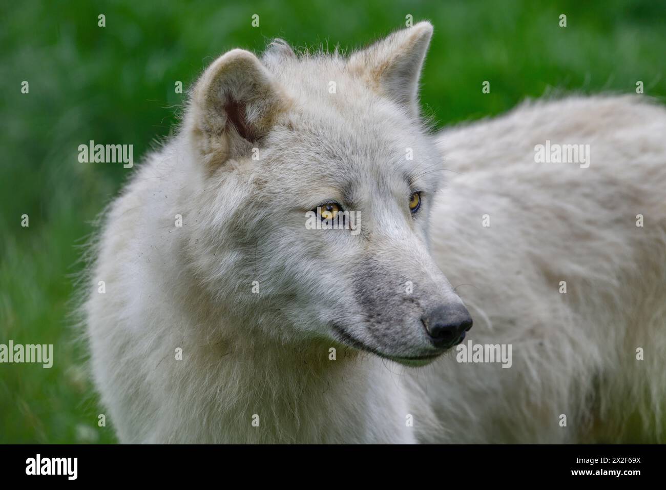 zoology, mammal (mammalia), Arctic wolf, Arctic wolf or arctic wolf ...