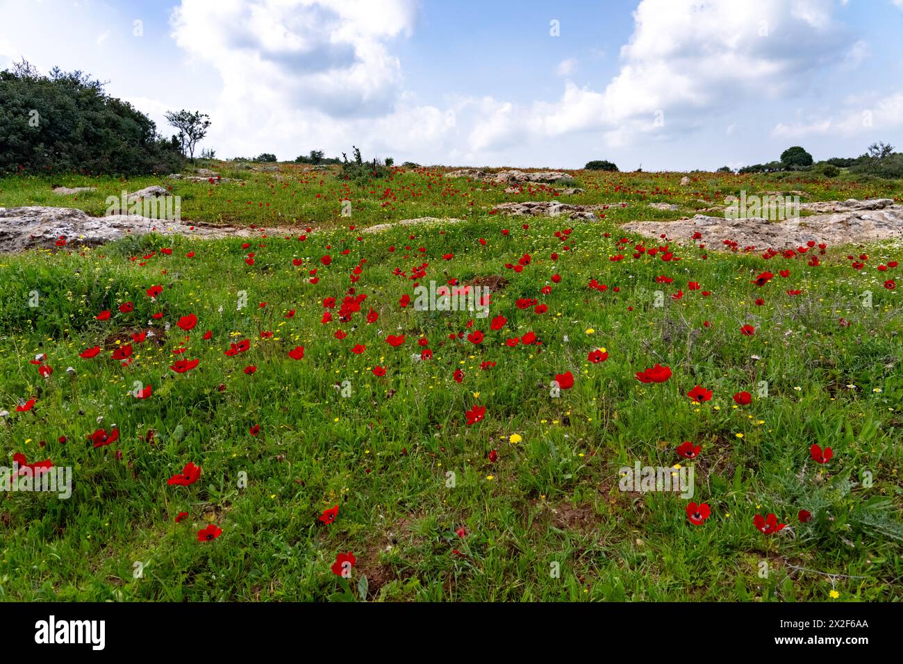 A flowering meadow of red Anemone coronaria flowers Photographed in the ...