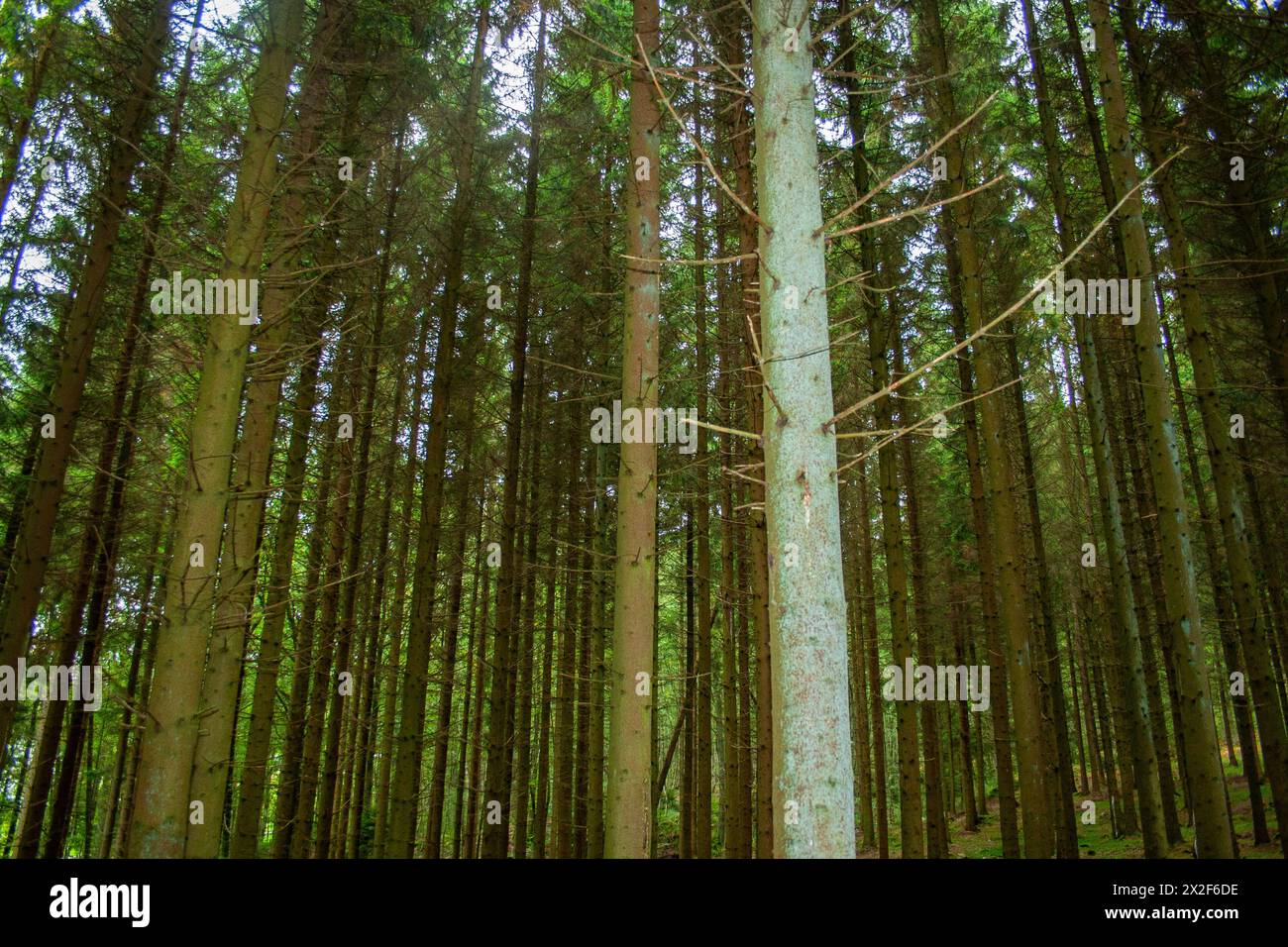 Trail in forest ardennes hi-res stock photography and images - Alamy