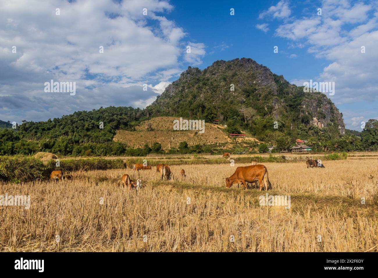 Green rice field cows hi-res stock photography and images - Alamy