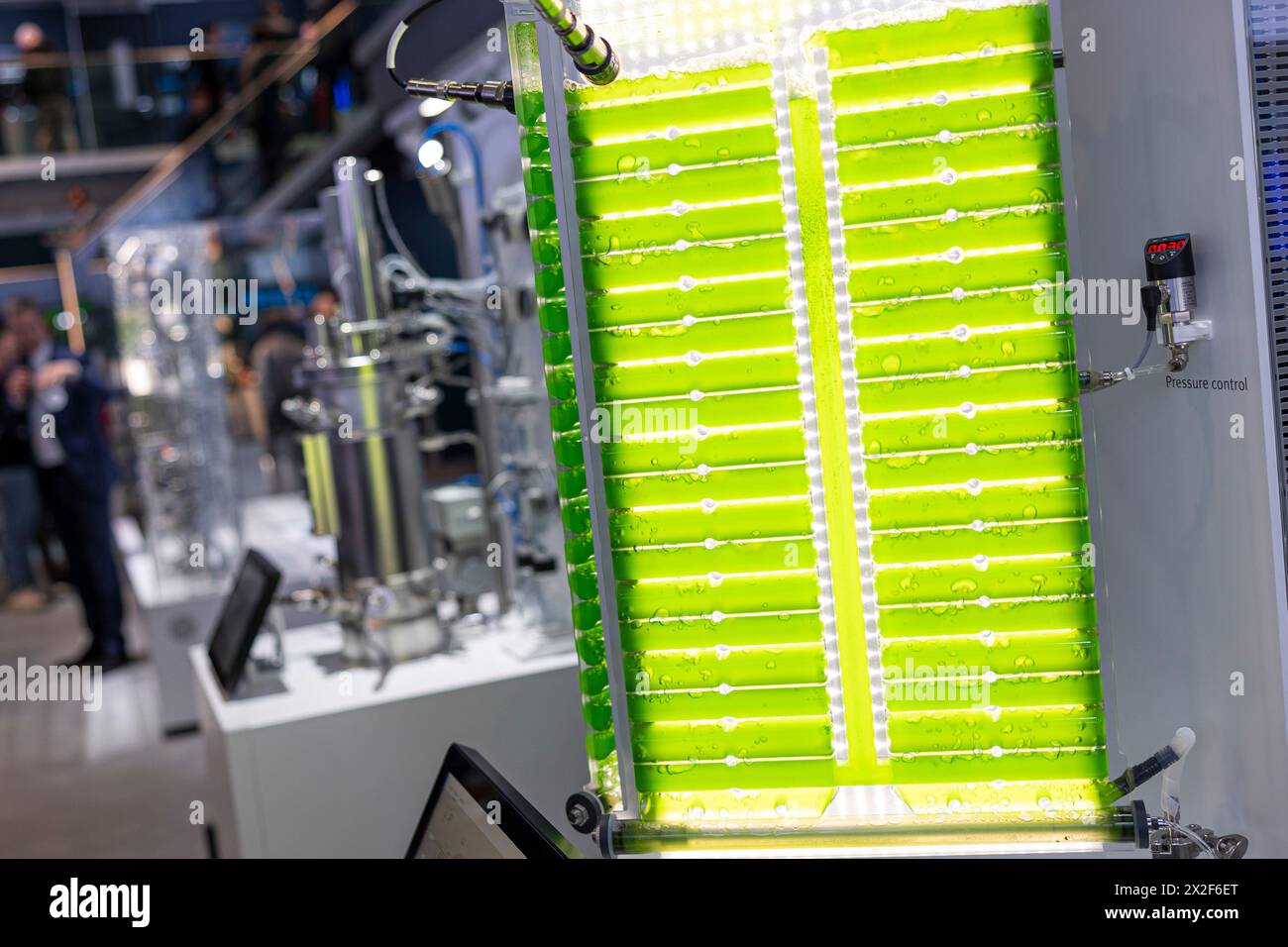 Chlorella algae live hi-res stock photography and images - Alamy