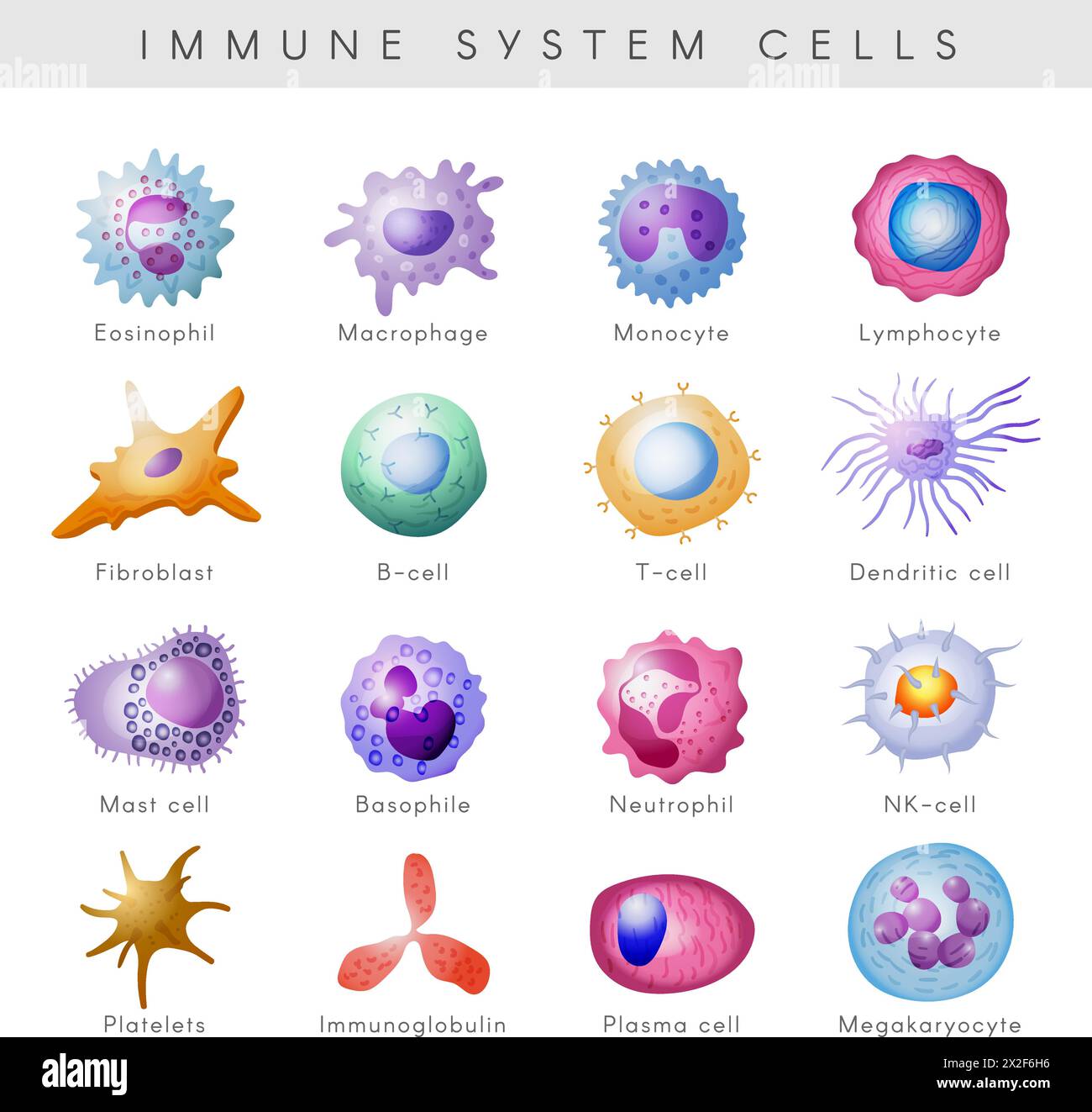Immune system cells. Defense viruses macrophage immune monocyte lymphocyte pictures in cartoon ...