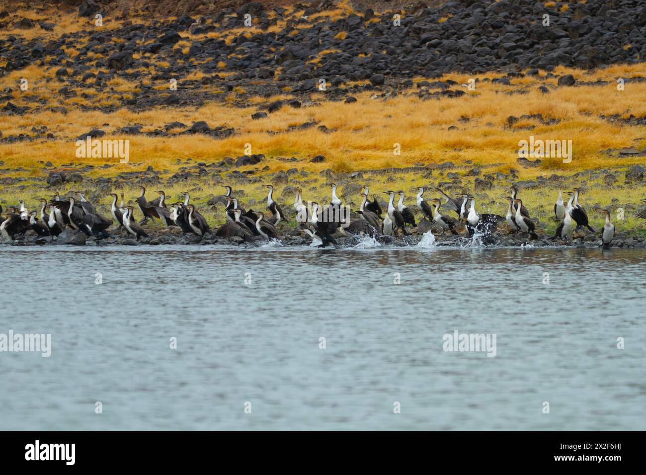 flock of White breasted Cormorant (Phalacrocorax lucidus), Photographed ...