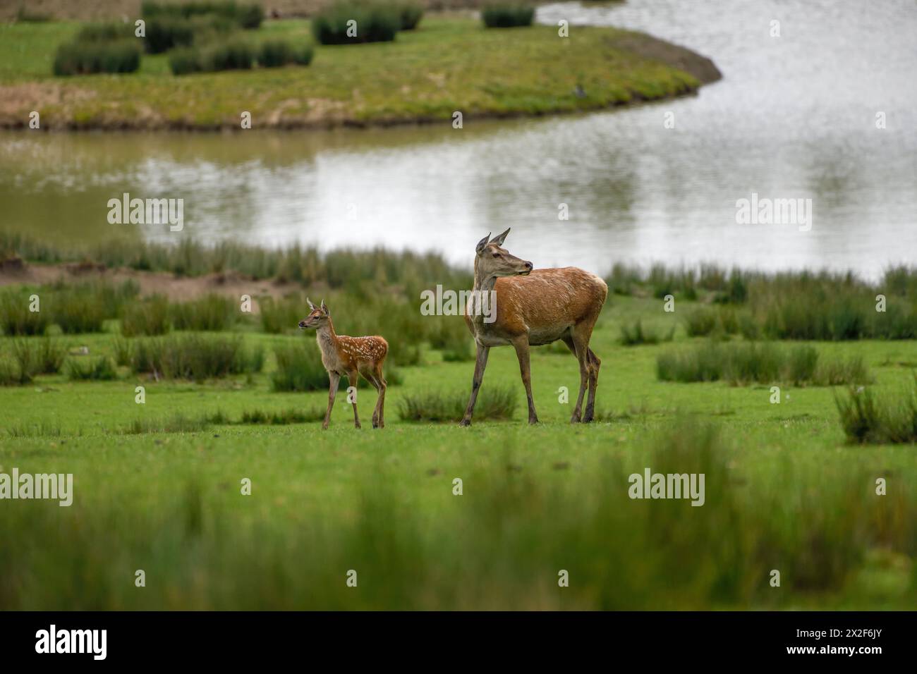 zoology, mammal (mammalia), red deer (Cervus elaphus), female animal ...