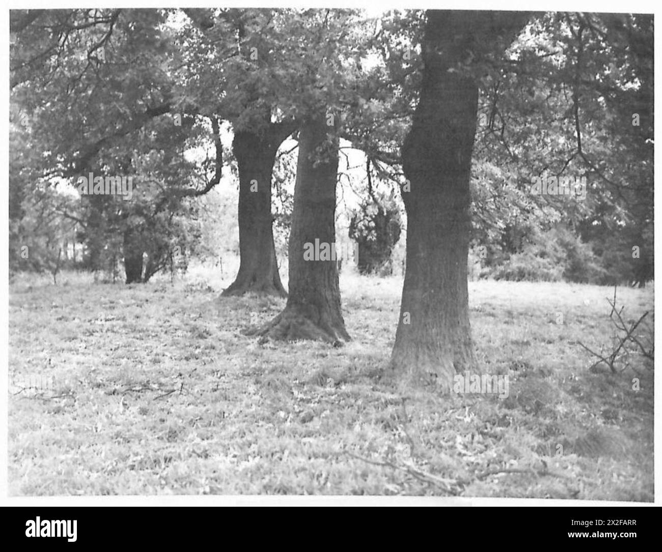 CAMOUFLAGE - Dummy tree , British Army Stock Photo - Alamy