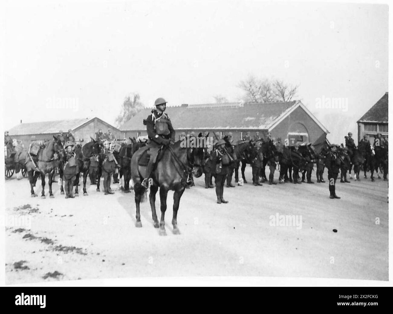 Pack mules are used by the British Army to transport supplies and ...