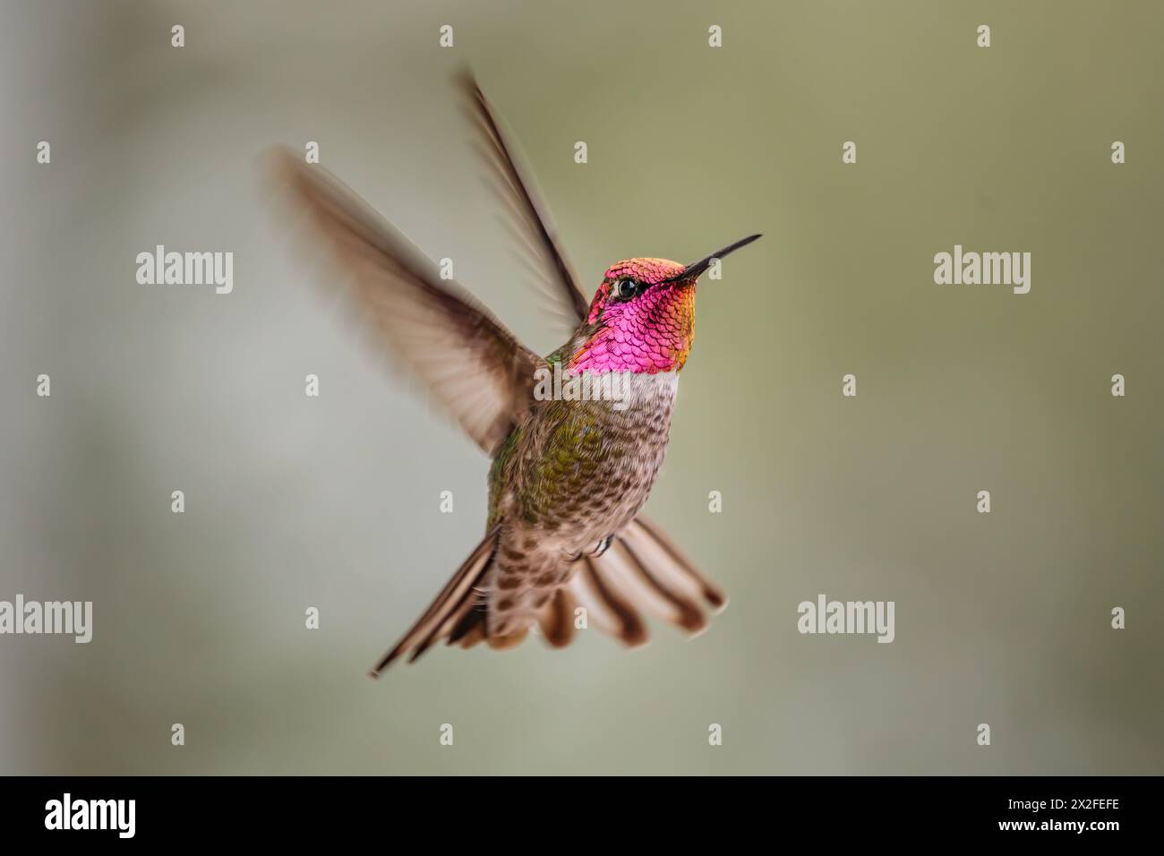 Anna's Hummingbird in flight with soft green background. Vivid pink ...