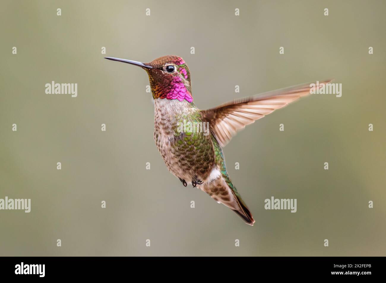 Anna's Hummingbird in flight with soft green background. Vivid pink ...