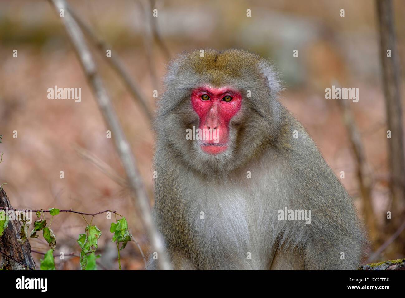 zoology, mammal (mammalia), snow monkey, Japanese macaque (Macaca ...