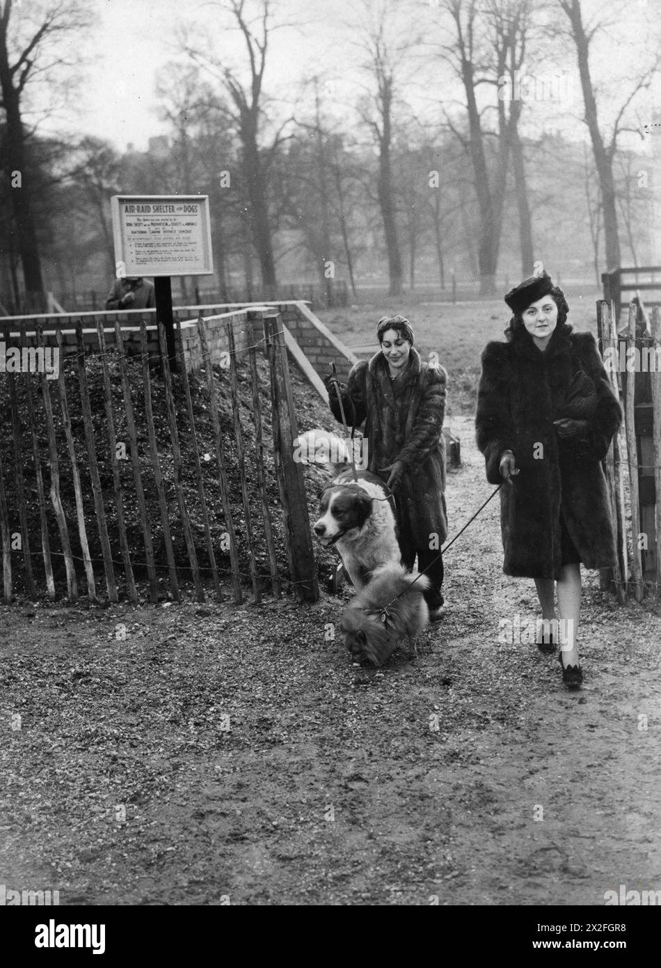 THE BLITZ, SEPTEMBER 1940-MAY 1941 - Dogs leaving the shelter, 17 ...