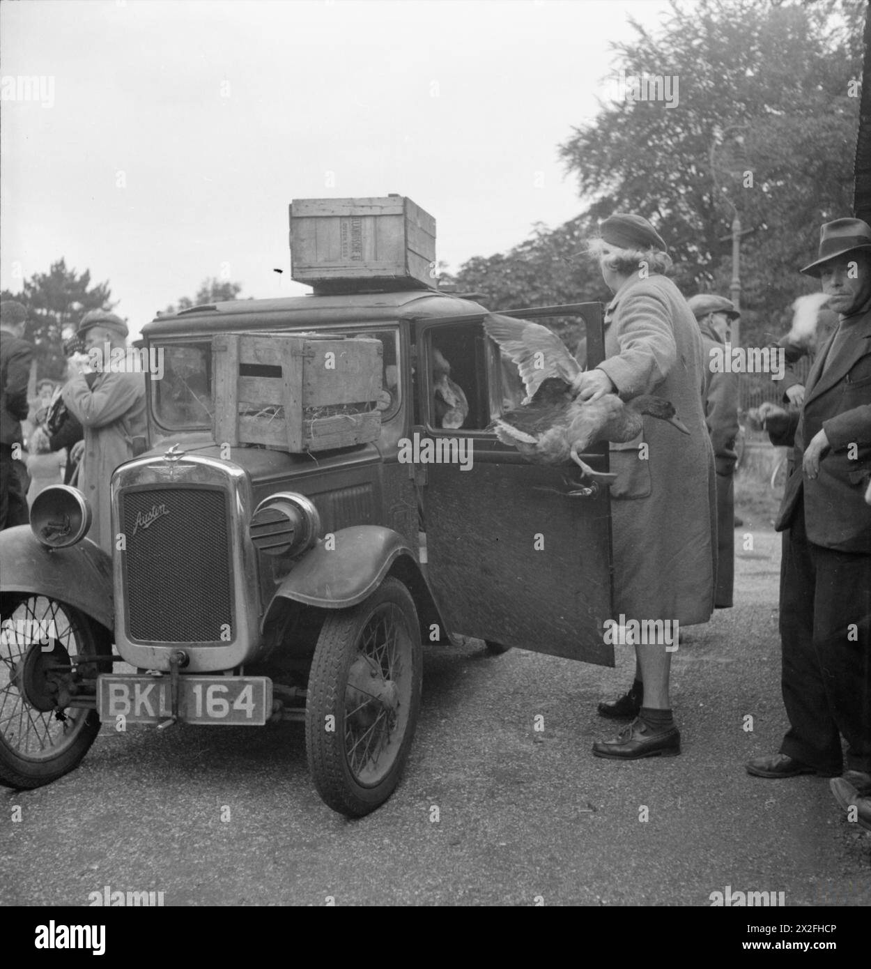 A female poultry-keeper unloads ducks from her car at Maidstone cattle ...