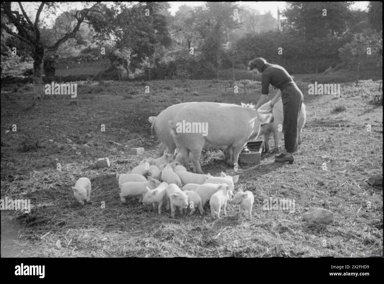 Three large piglets hi-res stock photography and images - Alamy
