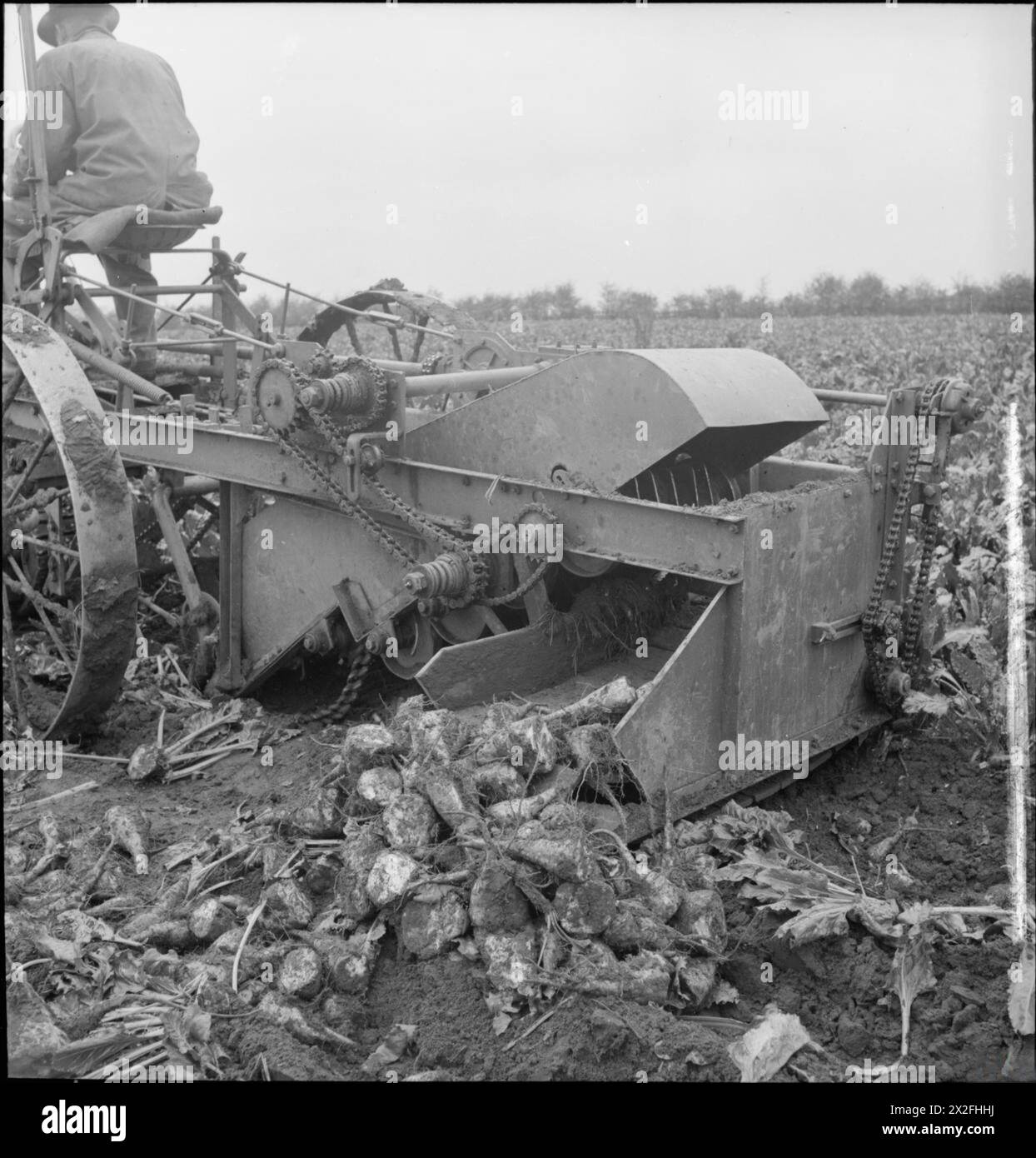 A tractor-drawn machine in Britain in 1942 ploughs, tops, lifts, and ...