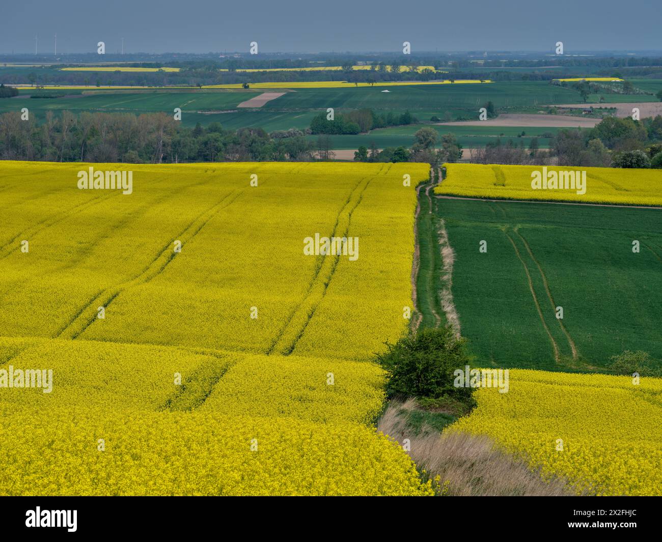 Lower Silesian spring rural landscape green firlds of winter crops ...