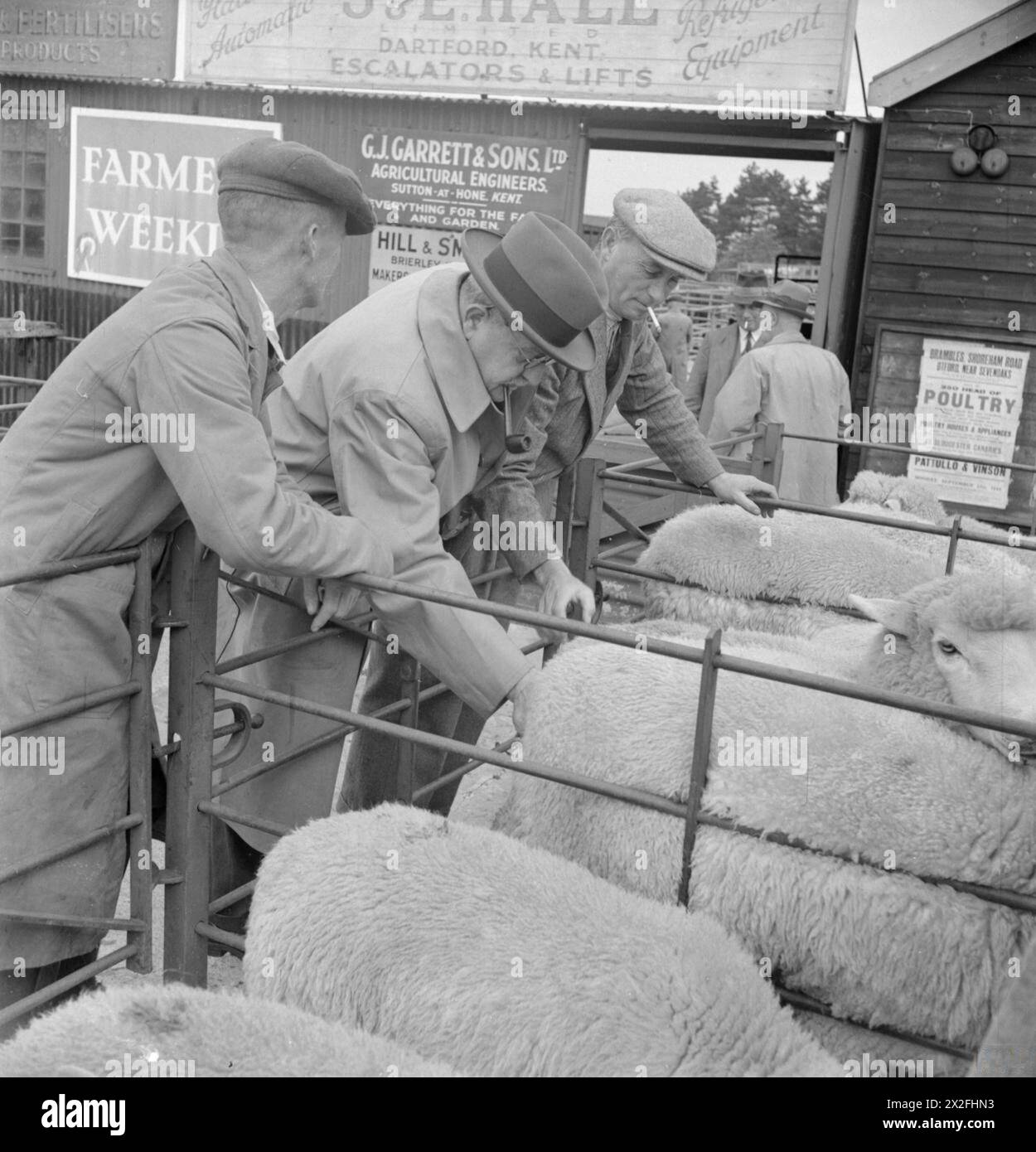 CATTLE MARKET: EVERYDAY LIFE AT CATTLE MARKETS IN KENT, ENGLAND, UK ...