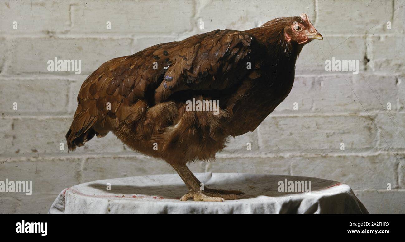 KEEPING POULTRY IN BRITAIN, 1944 - A bad bird. Note the general apathy ...
