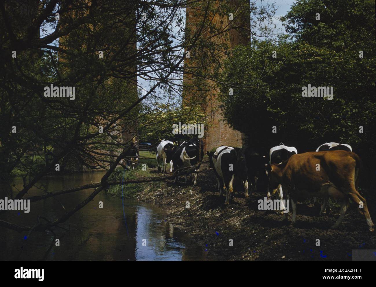 At William Alexander's farm in Eynsford, Kent, cows grazing under ...