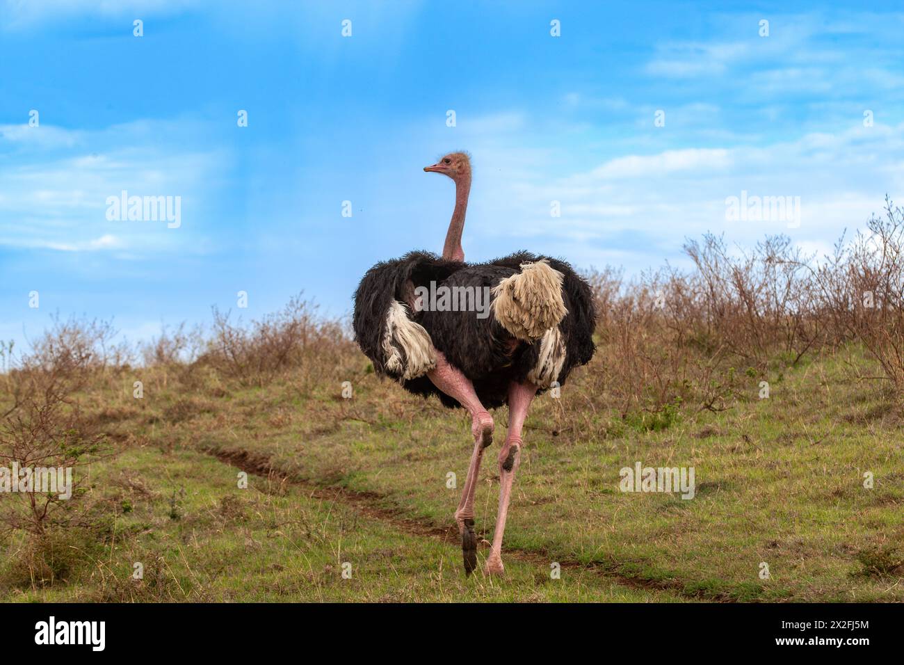 Common Ostrich (Struthio camelus) in the African Savanna Stock Photo ...