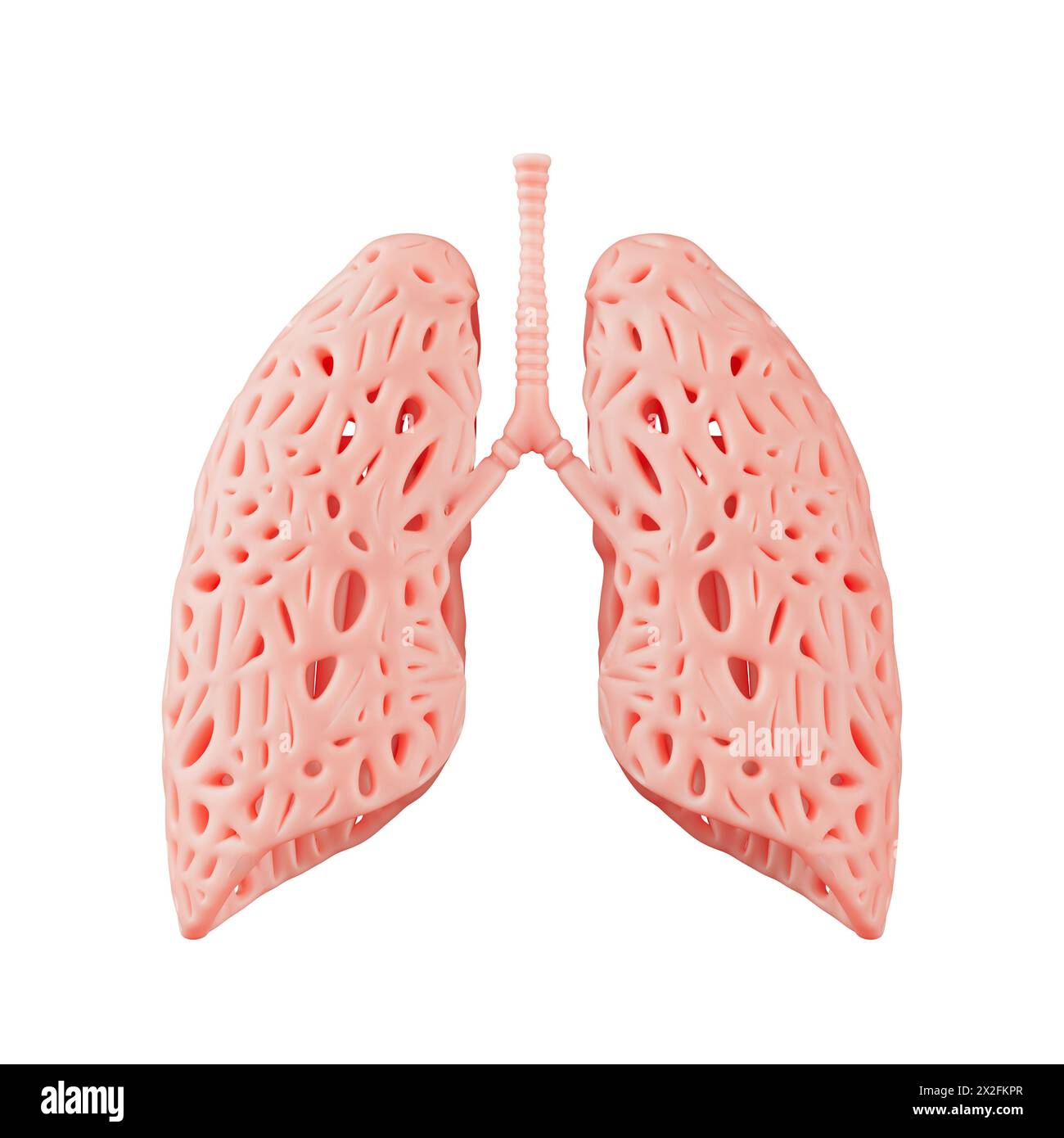 Abstract Lungs Organ Model on a white background. 3d Rendering Stock ...