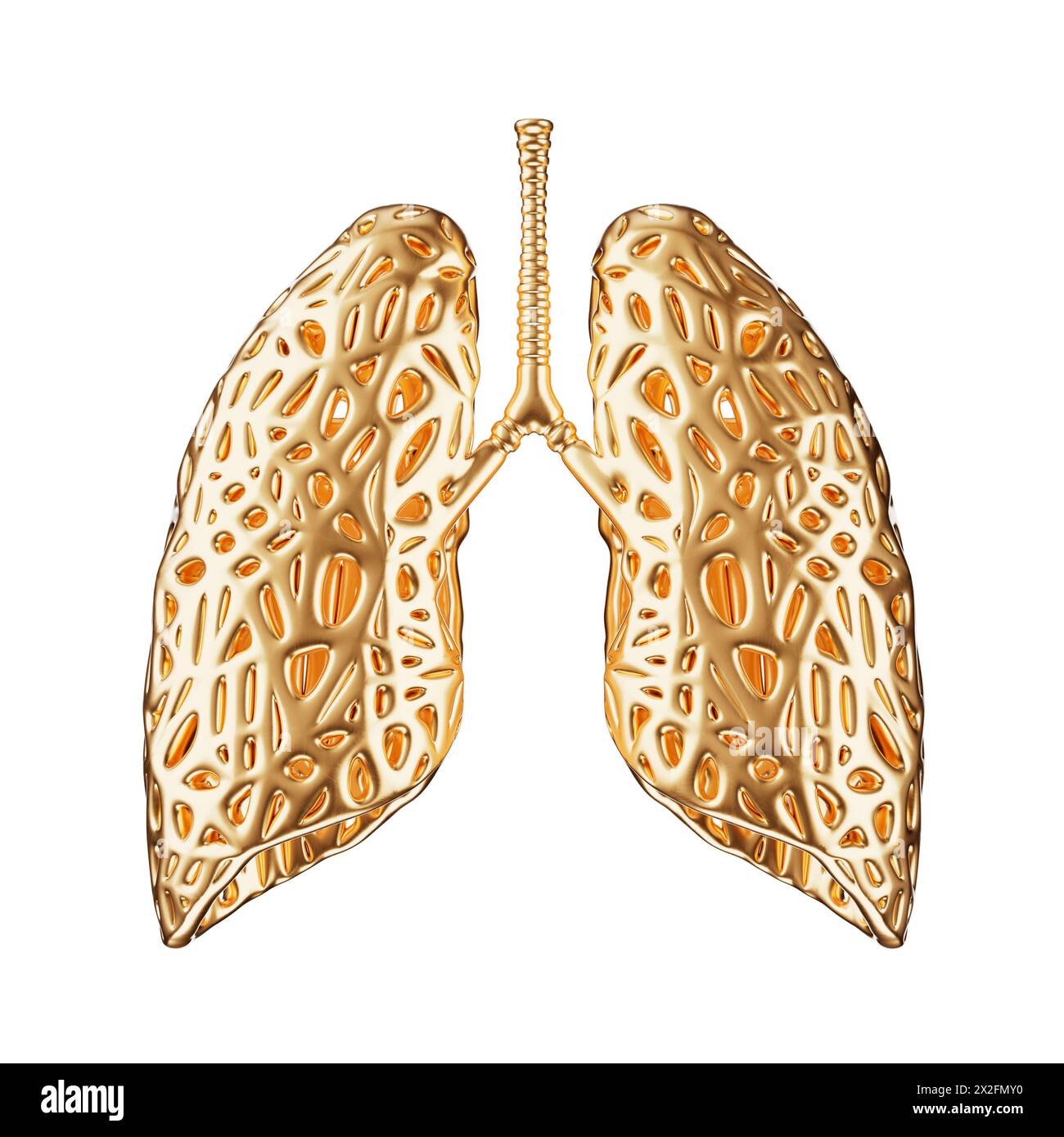 Lung internal structure Cut Out Stock Images & Pictures - Alamy