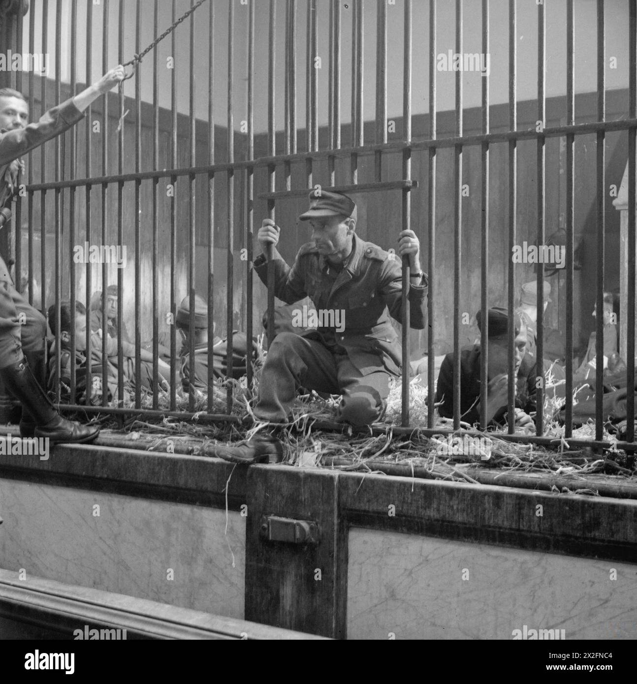 GERMANS & COLLABORATORS IN ZOO LION'S CAGE IN ANTWERP - The newly ...
