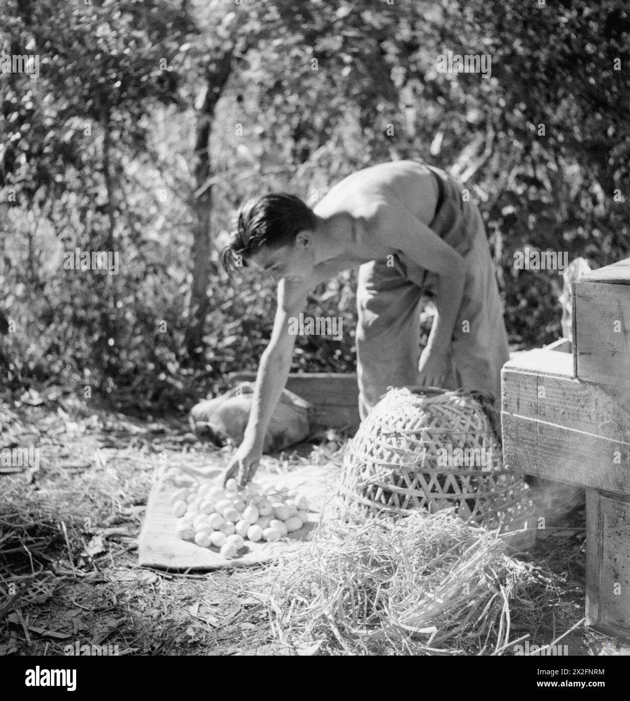Early 1944 photograph of the 14th Army front in Arakan, showing ...
