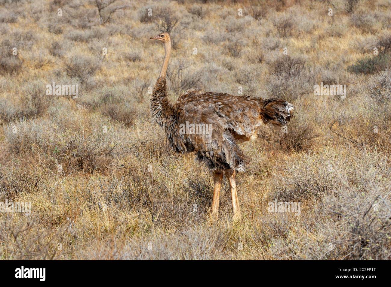 Common Ostrich (Struthio camelus) in the African Savanna Stock Photo ...