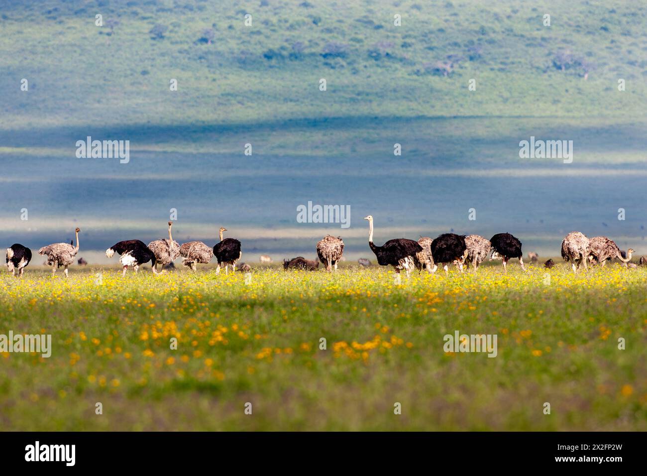 a flock of Common Ostrich (Struthio camelus) Photographed at Ngorongoro ...