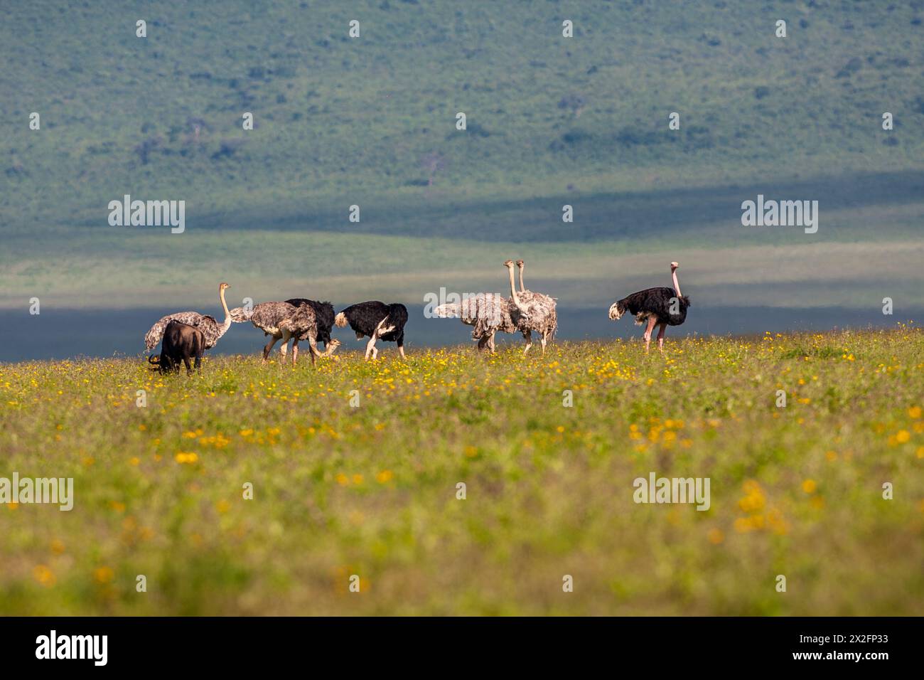 a flock of Common Ostrich (Struthio camelus) Photographed at Ngorongoro ...