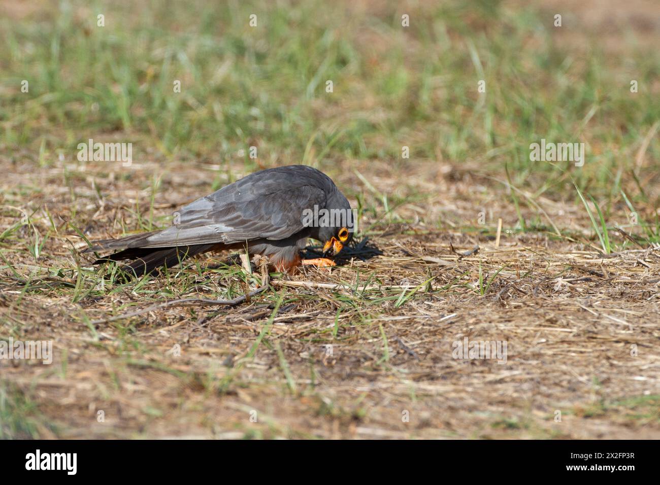 Male Red footed falcon (falco vespertinus) standing on the ground. This ...
