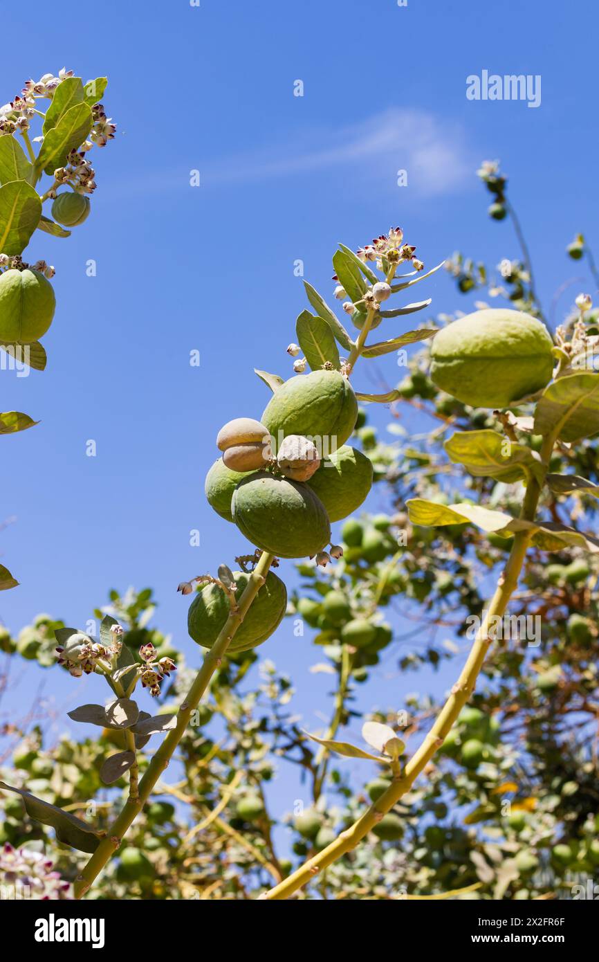 Apple of sodom hi-res stock photography and images - Alamy