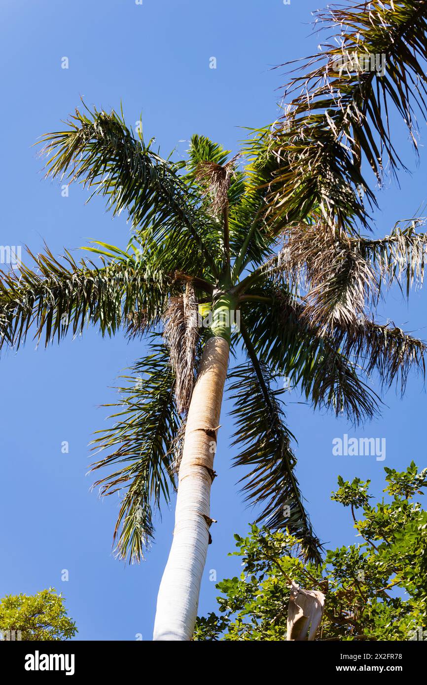 Egyptian date palm tree, Phoenix dactylifera, looking up with blue sky ...