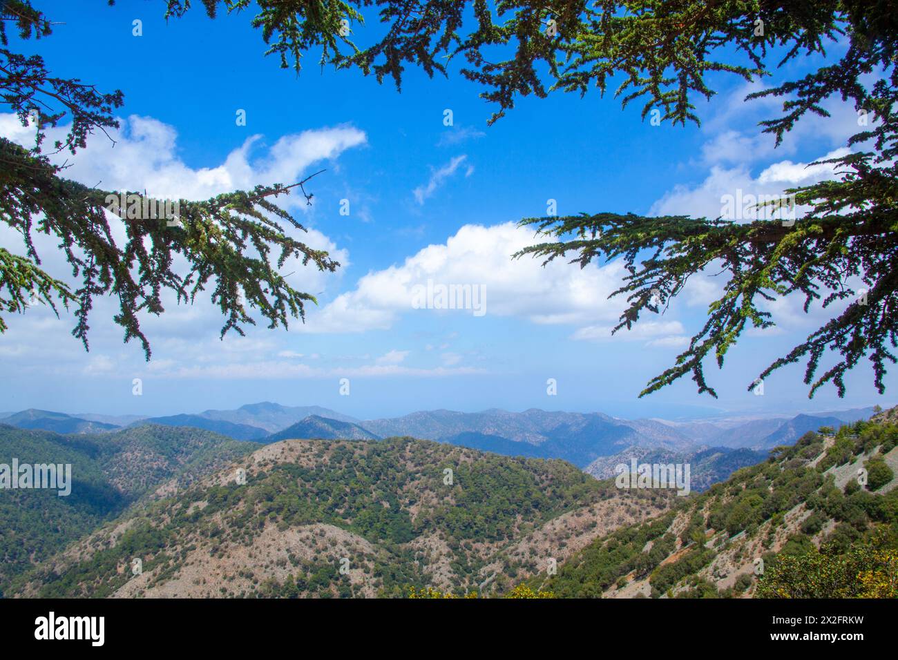 Troodos Mountains, Cyprus forest flora is the Pinus Brutia and the ...