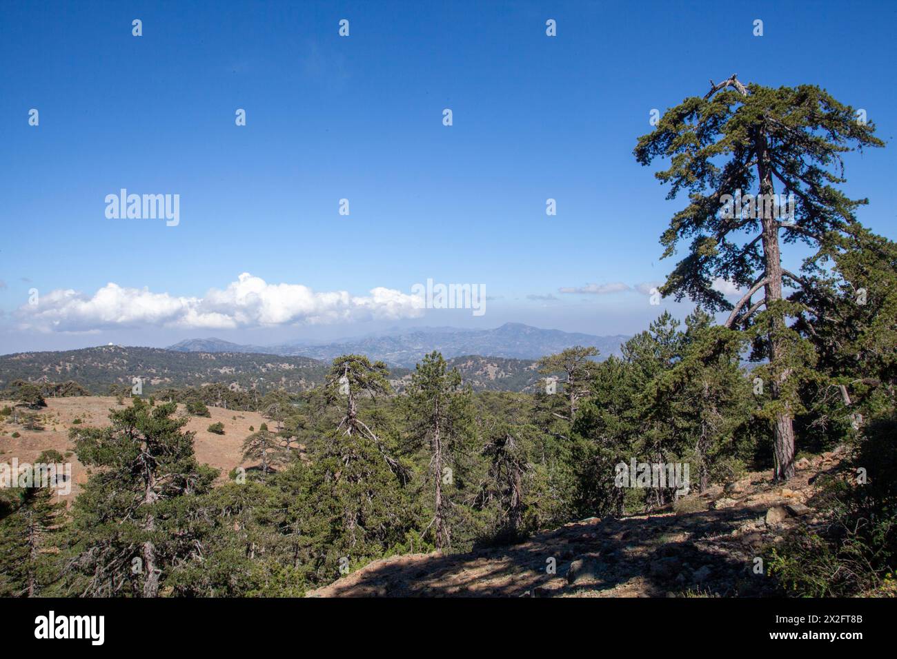 Troodos Mountains, Cyprus forest flora is the Pinus Brutia and the ...