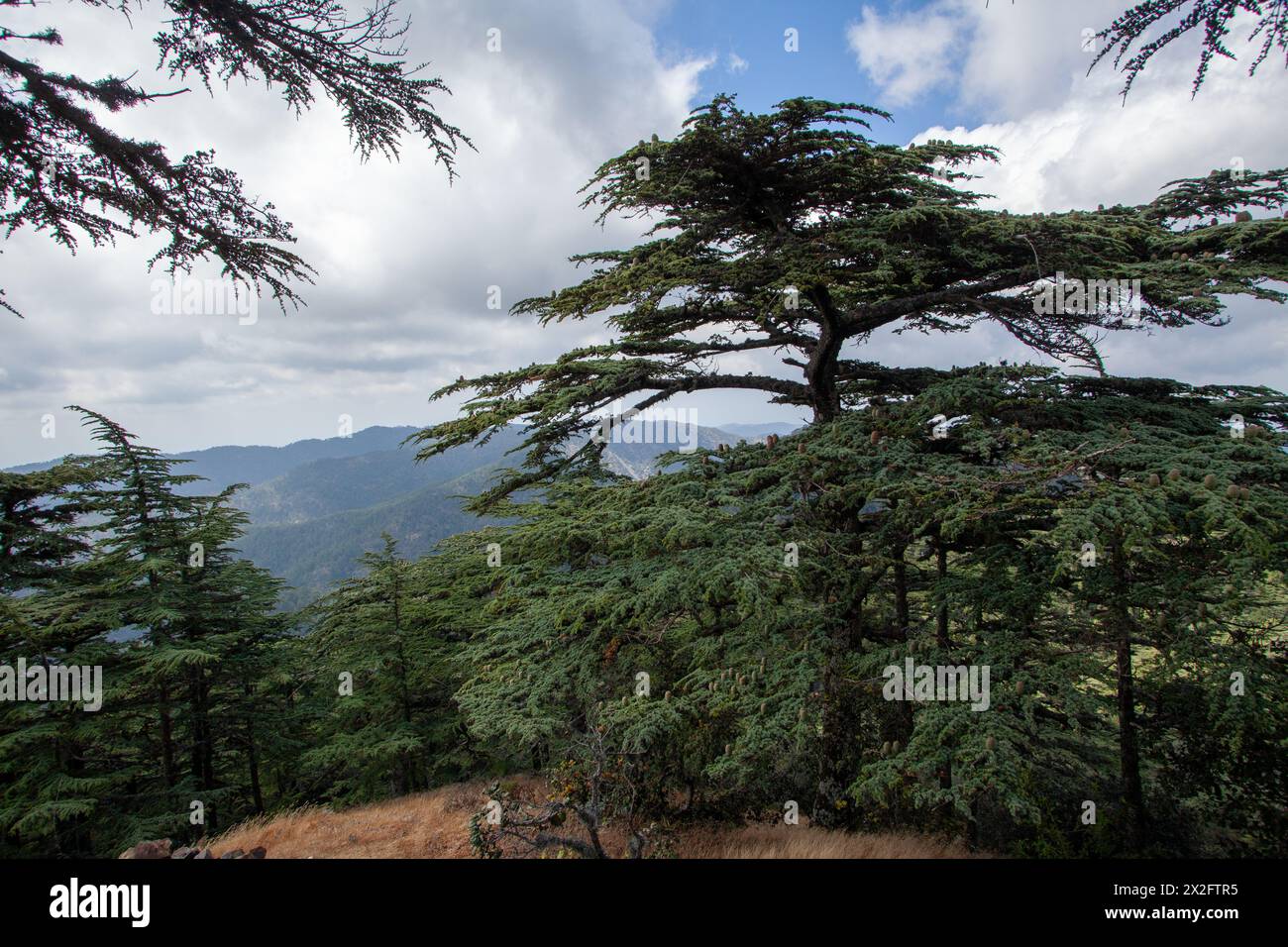 Troodos Mountains, Cyprus forest flora is the Pinus Brutia and the ...