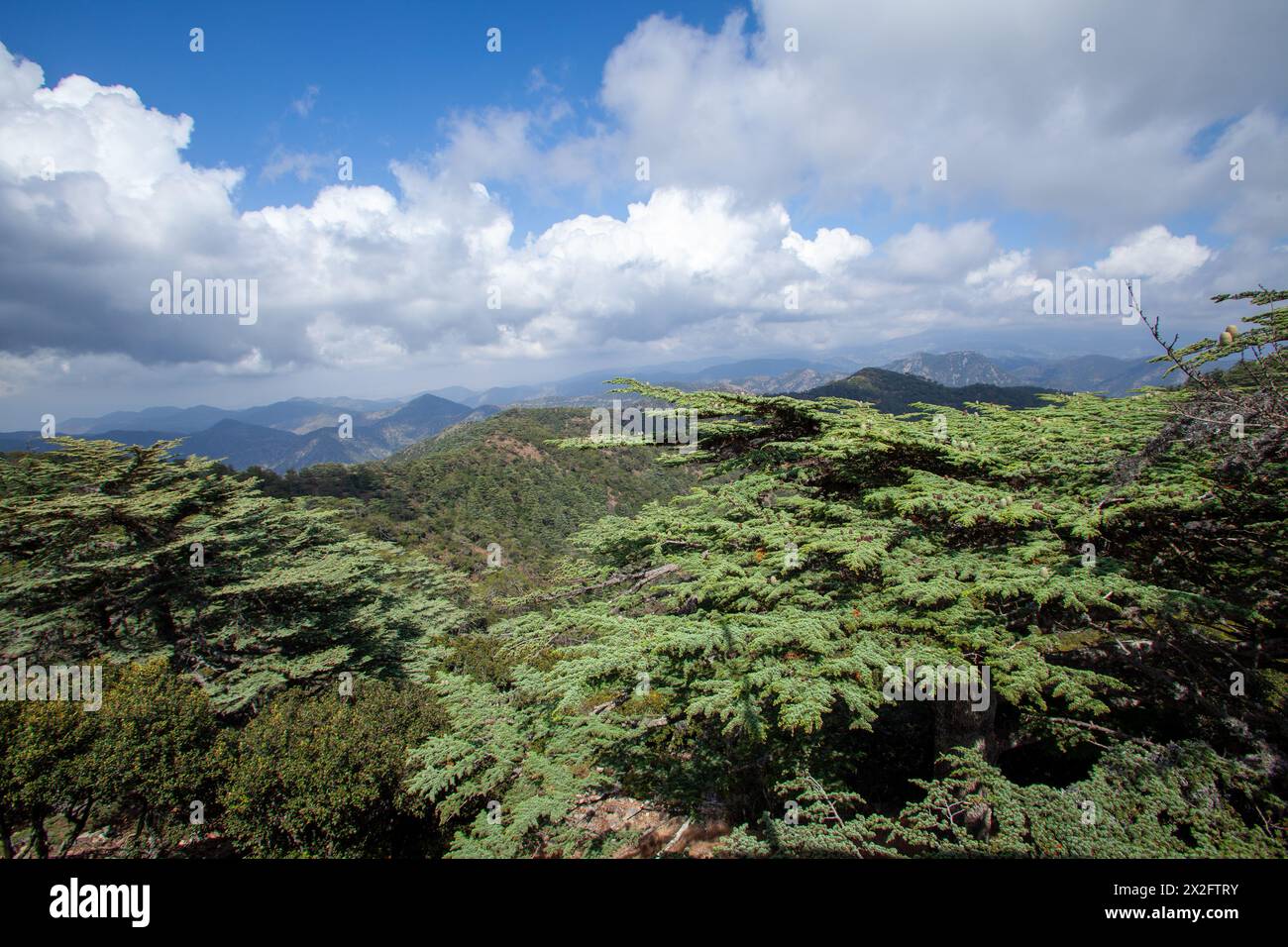 Troodos Mountains, Cyprus forest flora is the Pinus Brutia and the ...