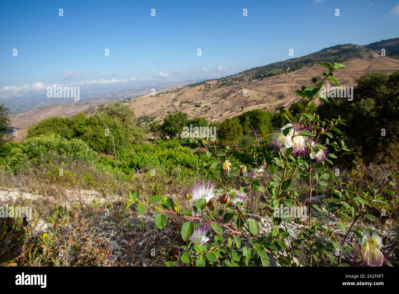 Caper plant hi-res stock photography and images - Alamy