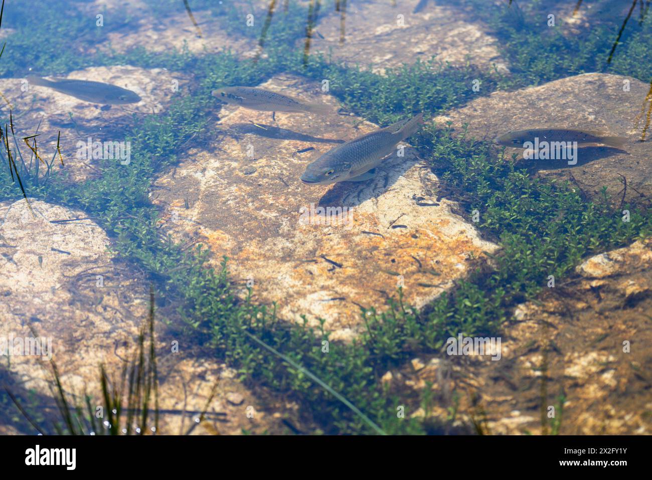 Tilapia Species of cichlid fish Photographed at the manmade ecological ...