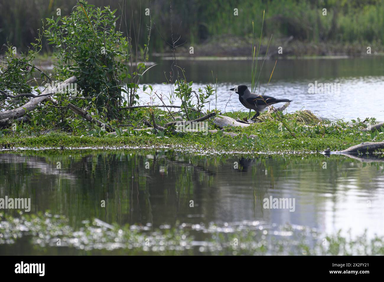 Hooded Crow (Corvus cornix) Photographed at the man-made ecological ...