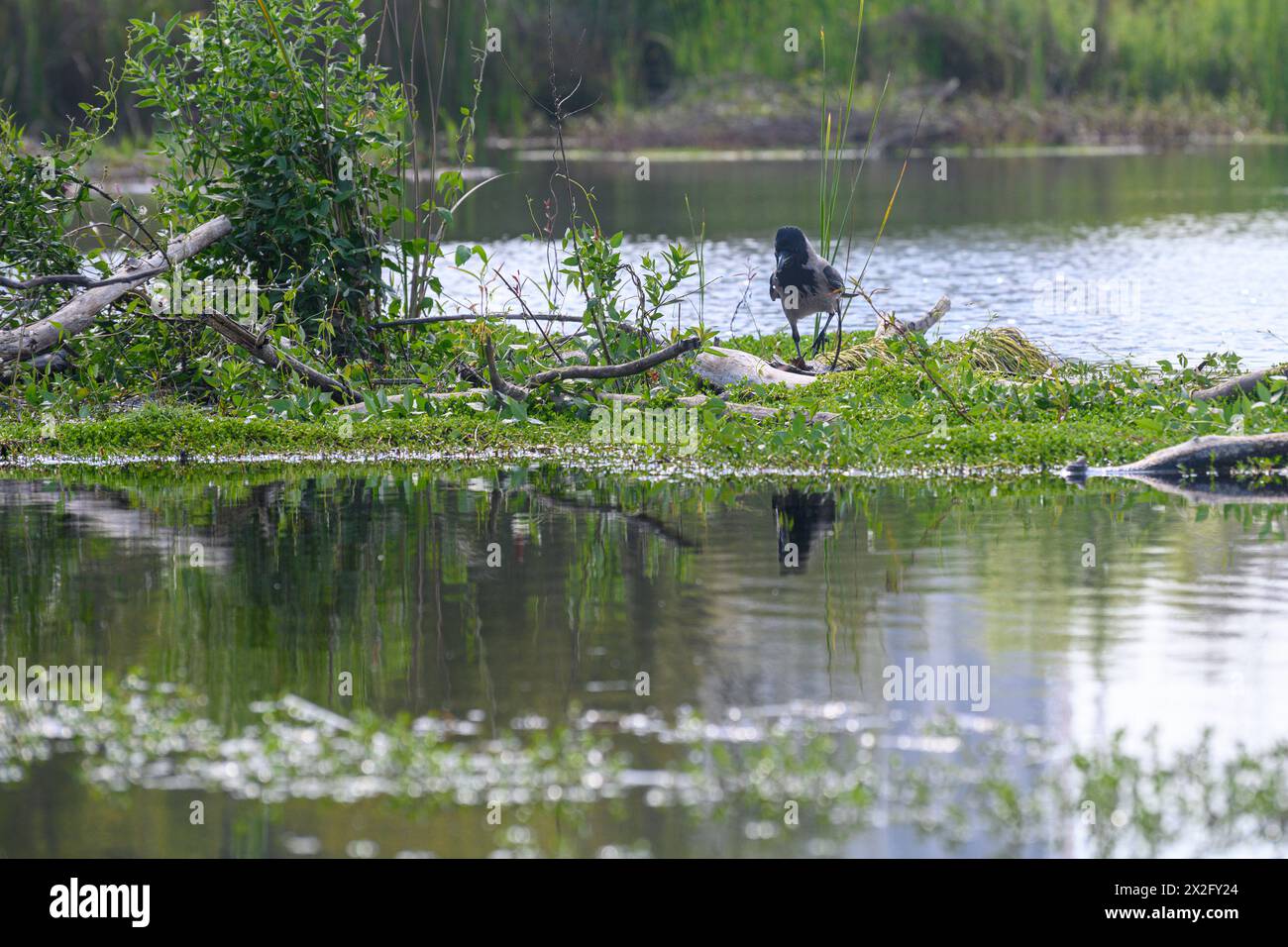 Hooded Crow (Corvus cornix) Photographed at the man-made ecological ...