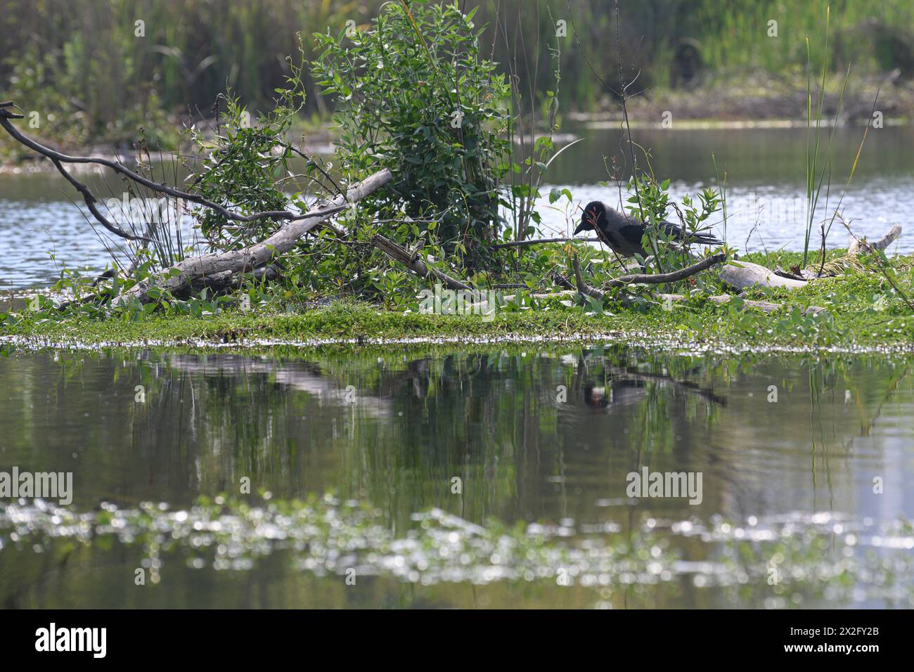 Hooded Crow (Corvus cornix) Photographed at the man-made ecological ...