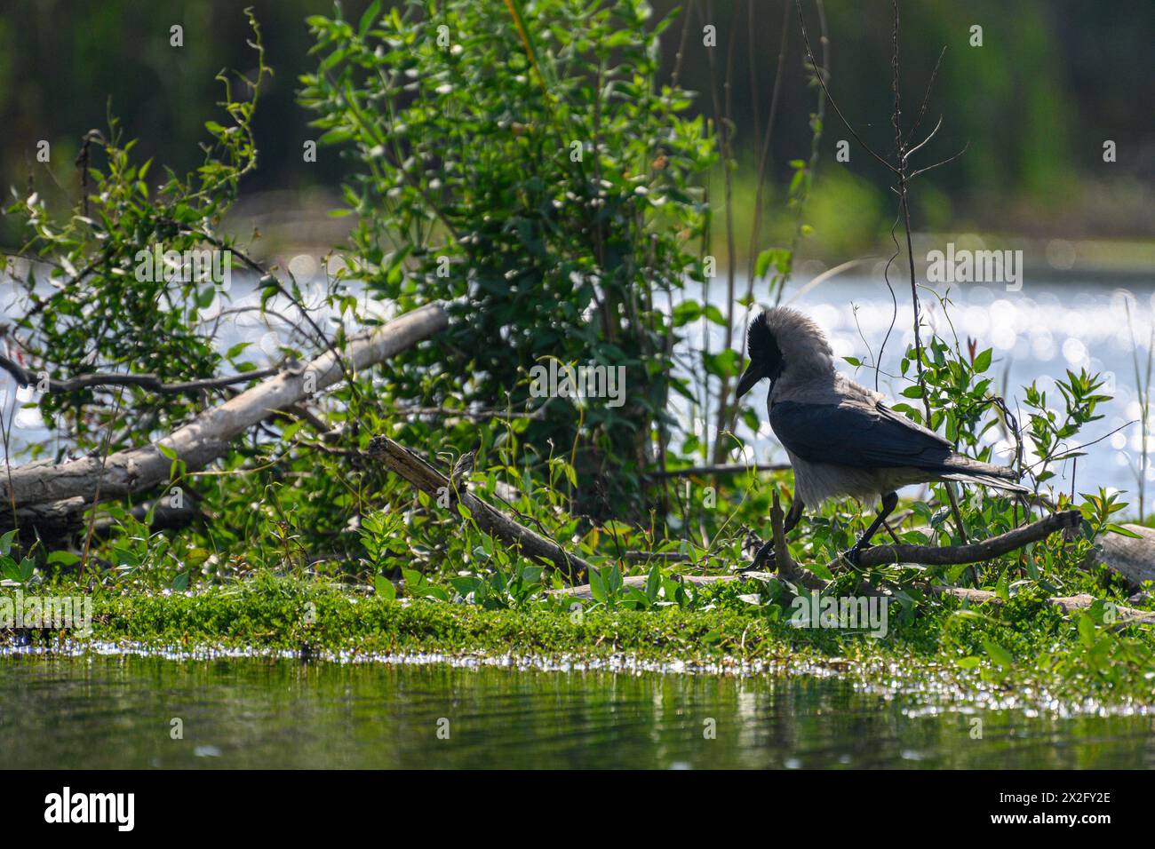 Hooded Crow (Corvus cornix) Photographed at the man-made ecological ...