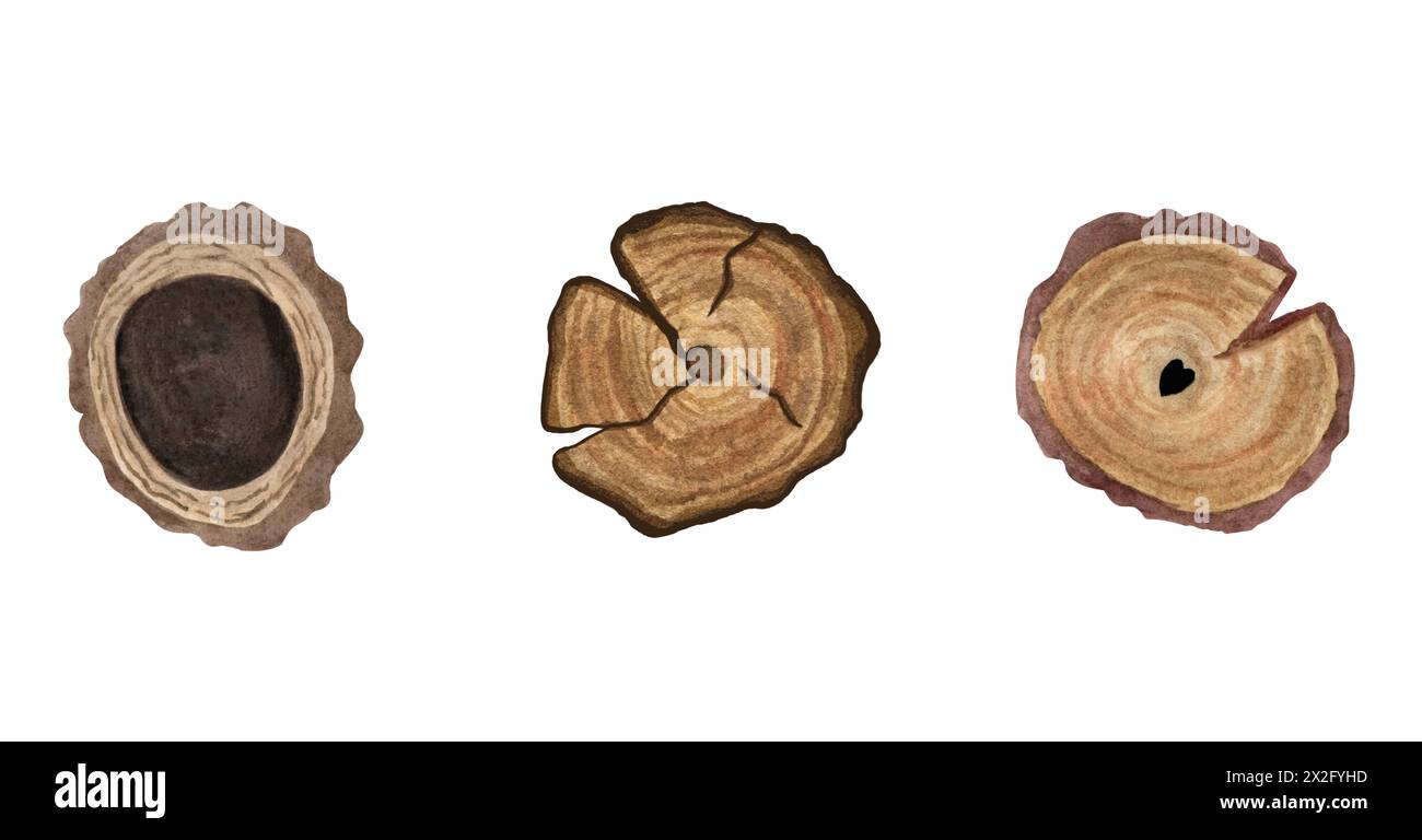 Set, hand painting round sections of tree trunks. Illustration is ...