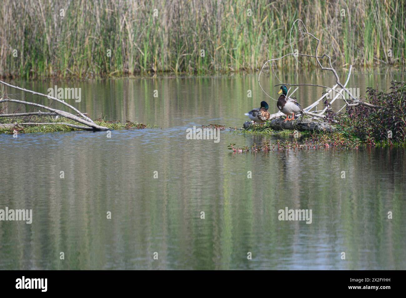 Mallard (Anas platyrhynchos) swimming in the water. Photographed at the ...