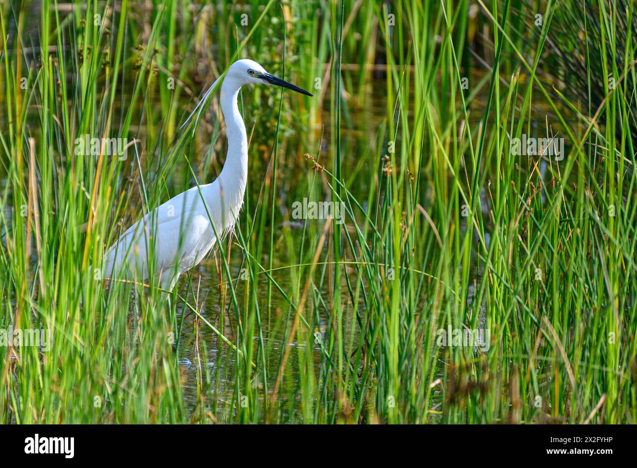 Egretta garzetta - Little Egret, This small white heron is native to ...