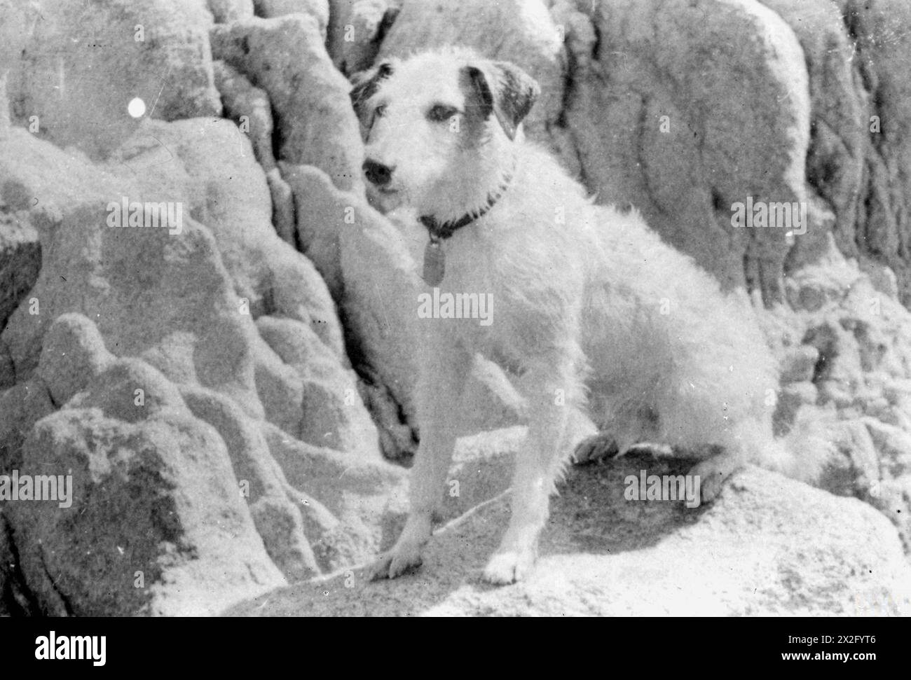 "RADIUM" OF THE CURIE. AUGUST 1944, THE DOG MASCOT OF THE FRENCH ...
